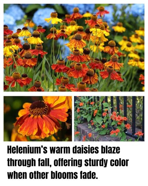 25 Illinois Flowers To Plant Today For A Burst Of Fall Color Gfl Outdoors