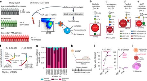 Clonal Evolution Of Tp53 Saml A Schematic Study Layout For Target Seq