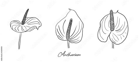 Set Of Vector Handdrawn Anthurium Leaves On White Background Stock