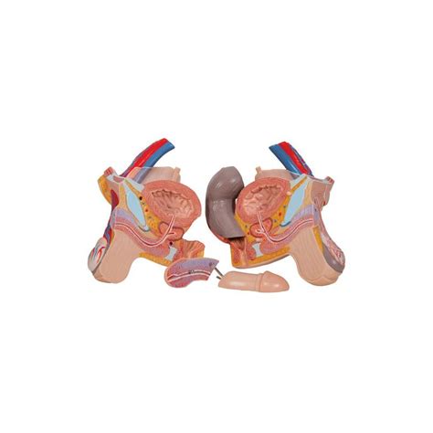 3b Scientific Deluxe 24 Part Dual Sex Human Torso Model Medi Shop Gr