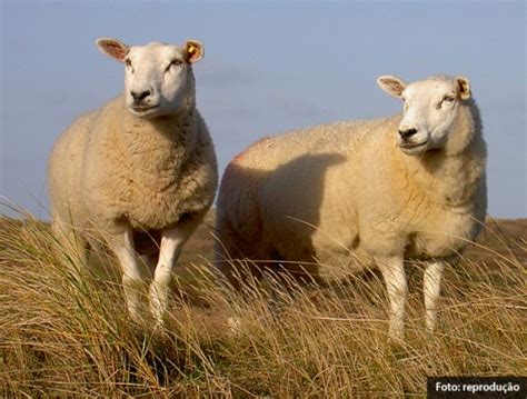 Ovinos Texel Características Aptidões Da Raça E Potencial
