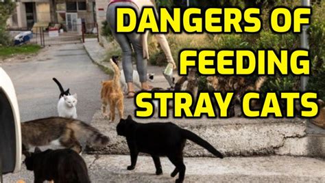 Feeding Feral Cats Laws