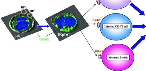 Trail Mediated Apoptosis By Interferon Producing Killer Pdcs