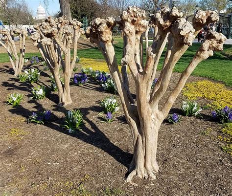 Large Crepe Myrtle Trees Pruning The Dos And Donts Of Pruning Crepe