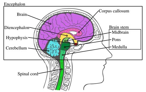 Human Brain Stem Anatomy