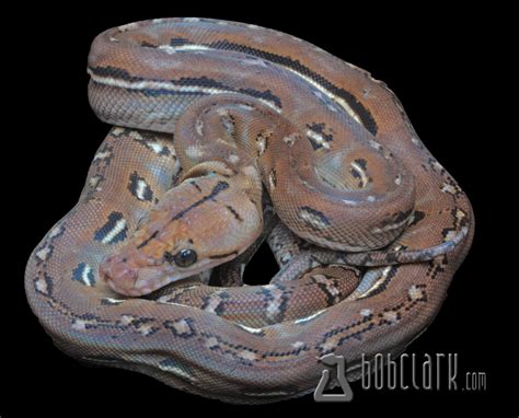 Anthrax Reticulated Python Traits Morphpedia