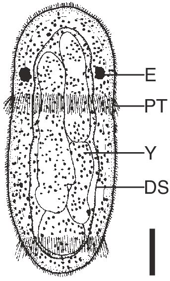 39 Lecithotrophic Trochophore Larva Of Bonellia Viridis Redrawn And