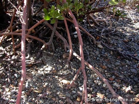 Rhizophora Stylosa Stilted Mangrove