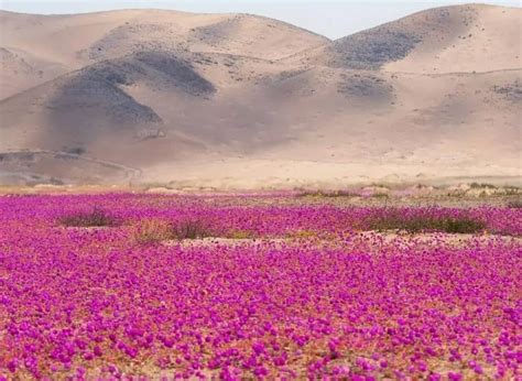 Desierto Florido Un Nuevo Parque Nacional Para 2023 Fulloutdoor