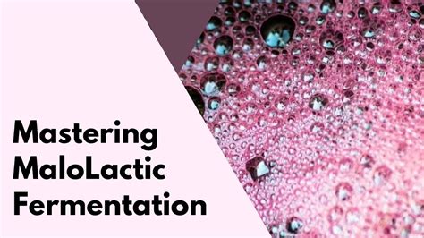 Mastering Malolactic Fermentation Youtube