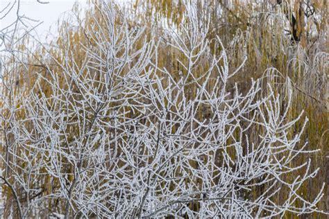 Frozen Weeping Willow Tree After Ice Fog Sparkling Frost On Thin
