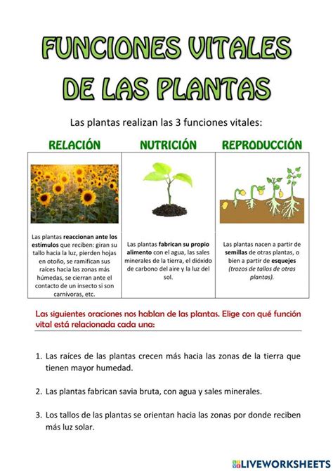 Actividad De Funciones Vitales De Las Plantas Actividades Origen De My Xxx Hot Girl