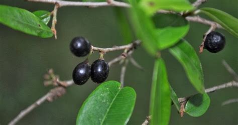 Flora De Misiones Argentina Chrysophyllum Marginatum Hook And Arn Radlk