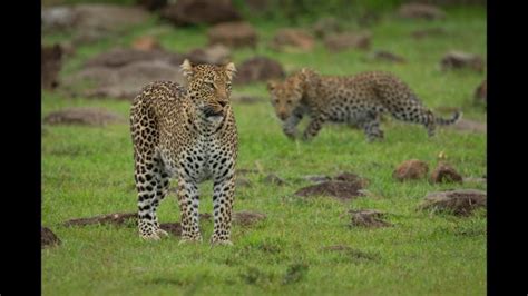 Nick Dale Wildlife Photographer On Linkedin Leopard And Cub Play