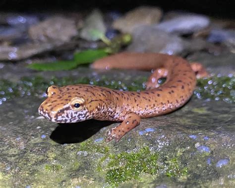 A Spring Salamander From Tennessee Rherpetology