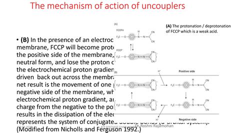 Atp Synthase Structure Atp Synthesis Pptx