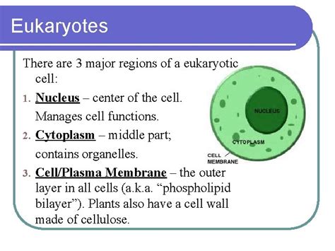 Unit 3 Ch 7 Cell Structure Function The
