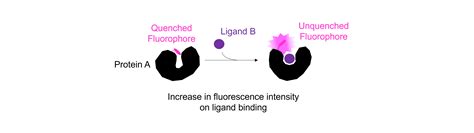 Protein Ligand Binding — Python For Bioc0029