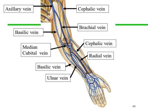 Pictures Of Brachial Vein