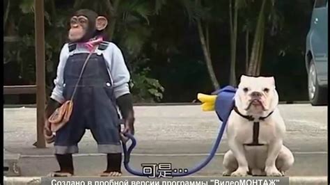 Обезьяна выгуливает собаку Monkey Walking A Dog Youtube