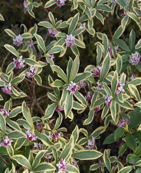 How To Grow Hebe Hayloft
