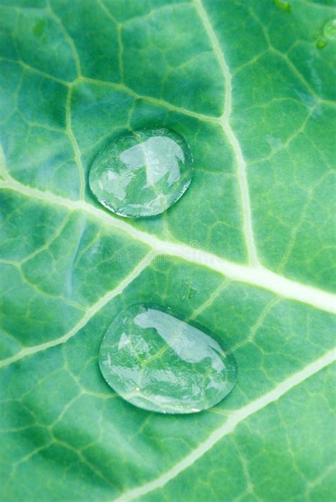 Green Leaf Texture With Water Drops Stock Image Image Of Copy