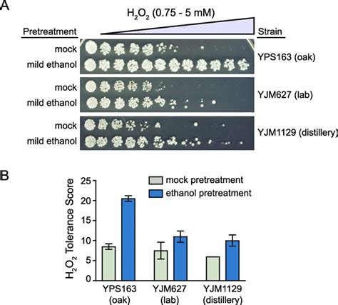 Figure S1 Other Non S288c Derived Yeast Isolates Lack Ethanol Induced