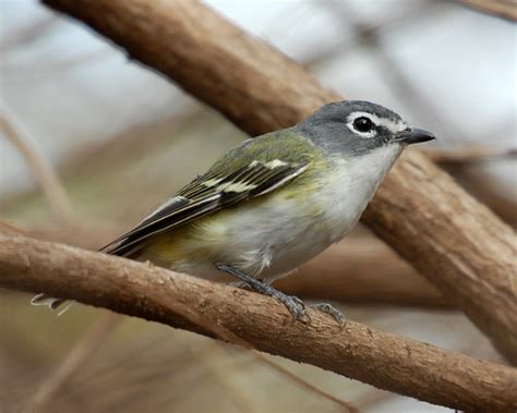 Blue Headed Vireo Vireo Solitarius Blue Headed Vireo Vi Flickr