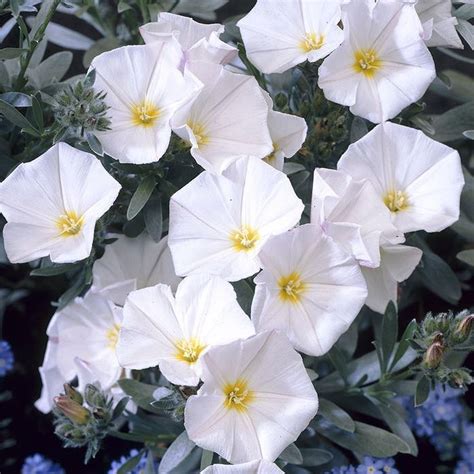 Convolvulus Cneorum White Evergreen Spreading Silverbush Shrub 9cm
