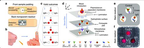 Adhesive Bandage Based On A Hybrid Vertical Lateral Vertical Flow Download Scientific Diagram