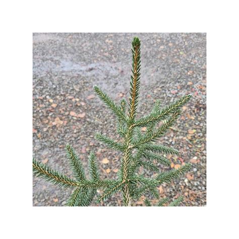 Picea Orientalis Golden Start Golden Oriental Spruce