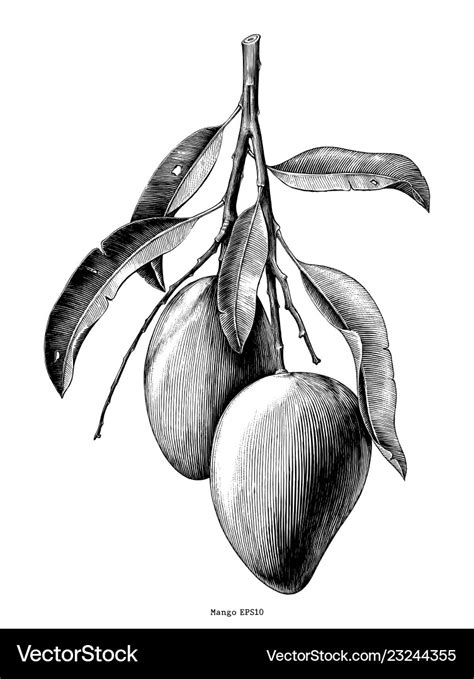 Mango Leaf Drawing Mango Leaf Green Leaf Illustration With Detailed