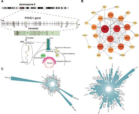 Pathogenic Relationship Between Phenotypes Of Arpkd And Novel Compound