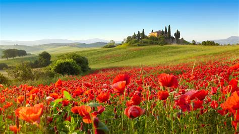 Red Flower Castel Grass Tuscany Spring Bing 4k Preview