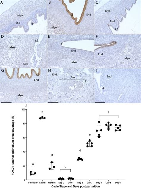 Postpartum Ovulation And Early Pregnancy In The Menstruating Spiny
