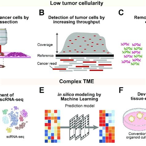 Advanced Genomic Analysis Strategies For Pdac Model Systems Low Tumor