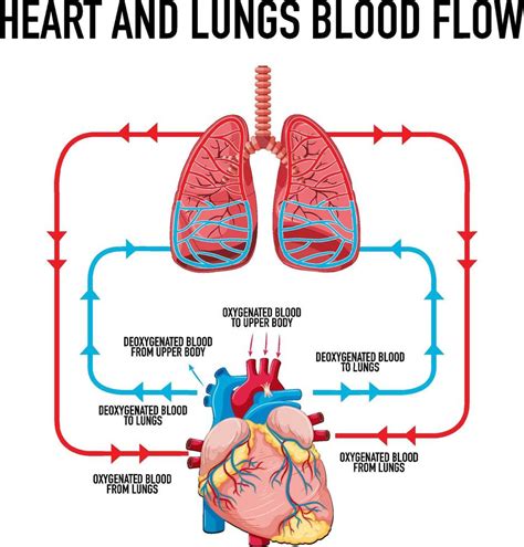 Heart And Lungs Diagram Labeled Heart And Lungs With Pulmonary Artery