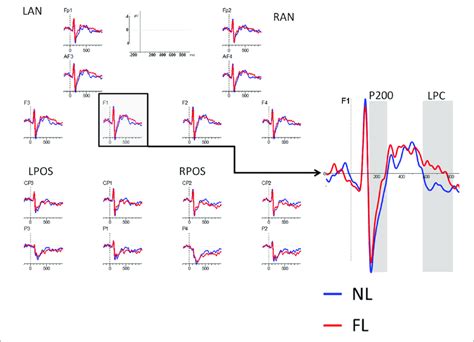 Erps During The Encoding Phase Lines Represent Encoding Trials In
