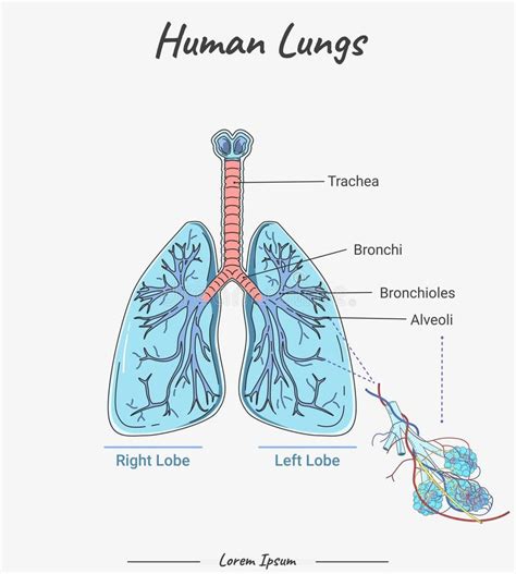 Lung Anatomy Diagram