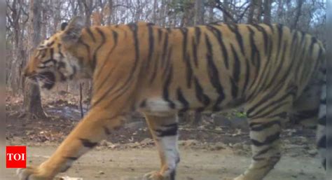 Tiger Spotted In Dharashiv Is ‘avenger Has Walked 500km Chhatrapati