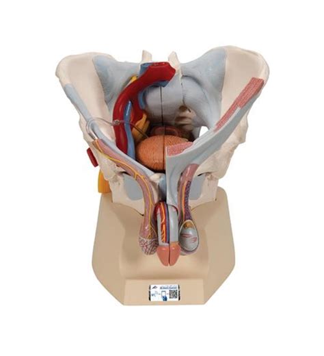 Model De Schelet Pelvis Masculin Cu Ligamente Vase Nervi Mușchi și