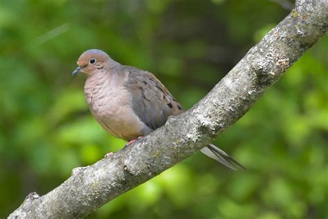 80 Free Mourning Dove And Nature Images Pixabay