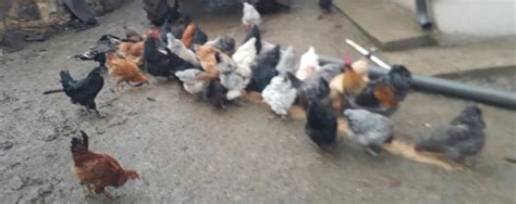 Prodajem Kokoske Prishtinë