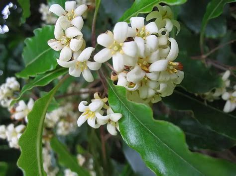 Pittosporum Undulatum Australian Cheesewood Victorian Box 20