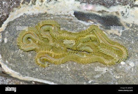 Polychaete Worms Banque De Photographies Et Dimages à Haute Résolution