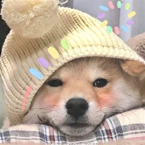 Ghim Của Mimi Trên ʚ♡ɞ Bbs Cún Con Động Vật Dễ Thương