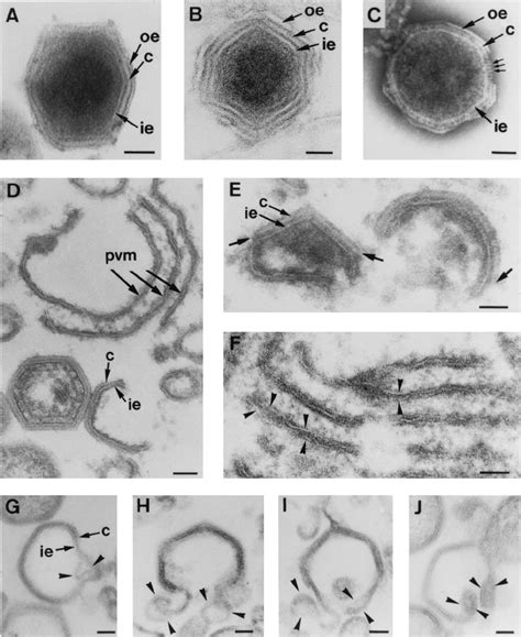 Structure And Assembly Of Asfv A To C Extracellular Asfv Particles