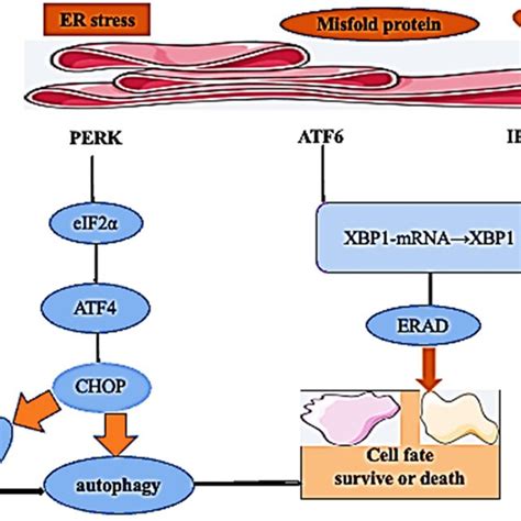 Grp78 Contains The Kdel Er Localization Signal And It Exists In The Er