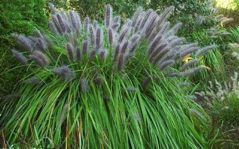 Pennisetum Alopecuroides Moudry