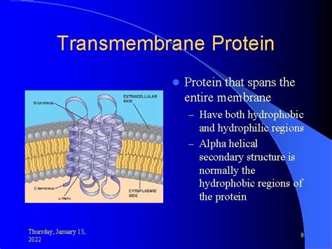 The Cell Membrane Cell Transport Packet 12 Thursday